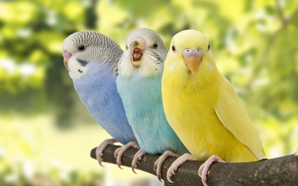 8 Best Small Pet Birds That Make Colorful, Charming Companions - Petvills