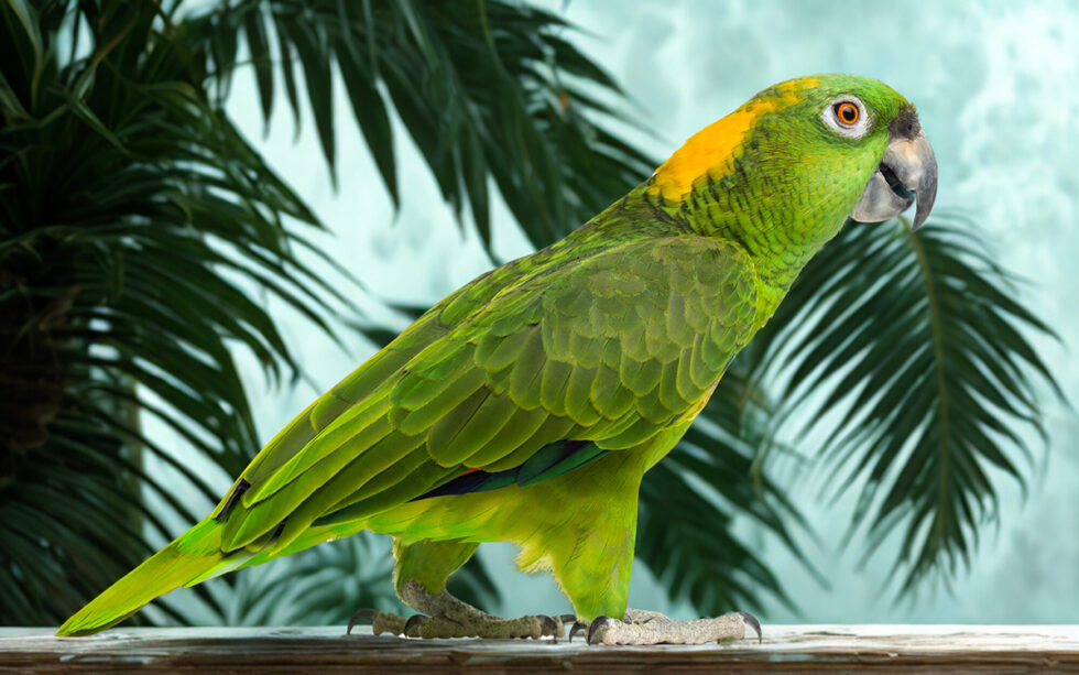 Yellow-Naped Amazon Parrot: Care & Species Guide - Petvills